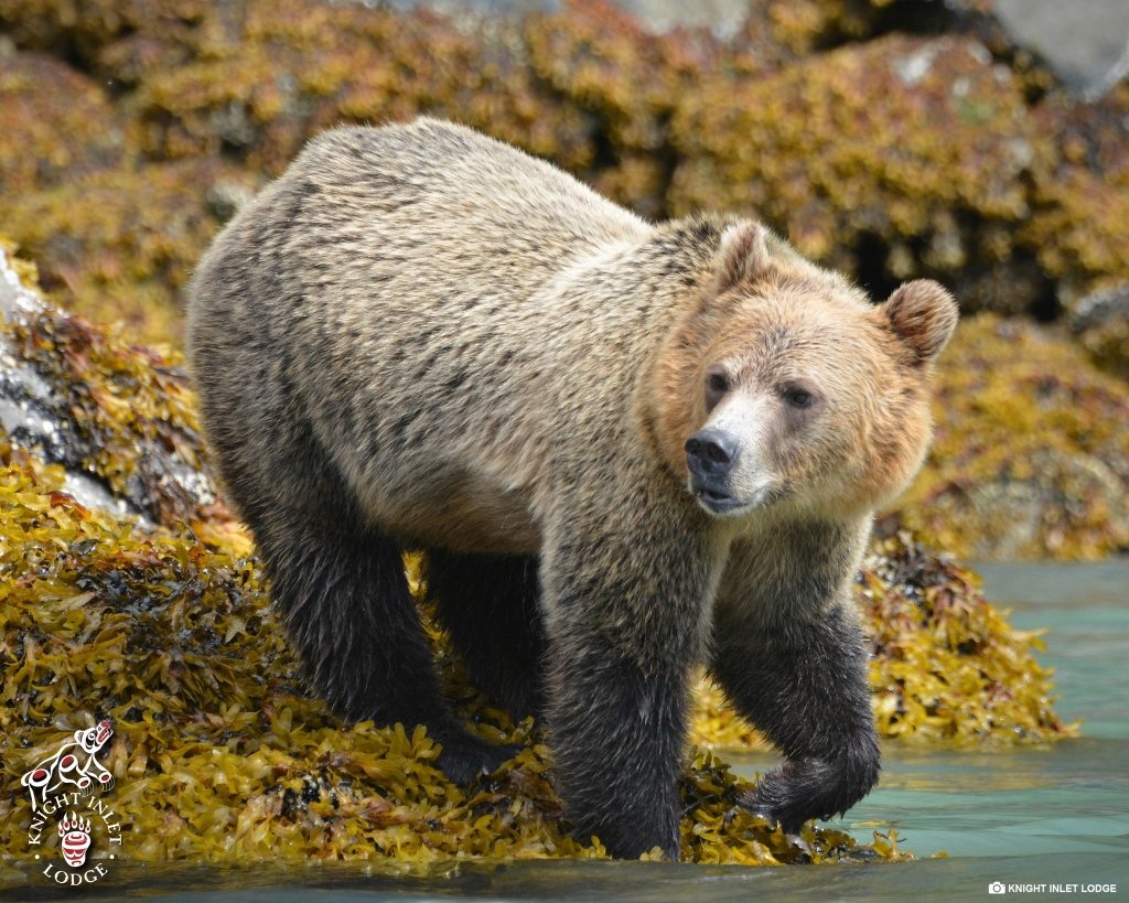 The Great Bear Rainforest | Indigenous Tourism BC