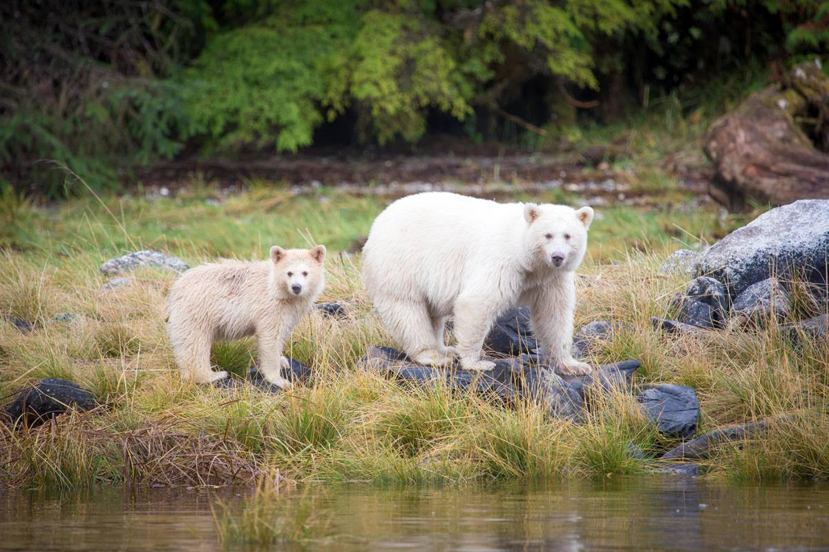 Indigenous Tourism BC | Corporate Site